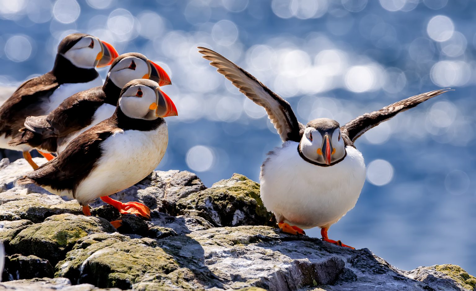 Where The Wild Things Are The UK's Best Wildlife Watching Destinations ...
